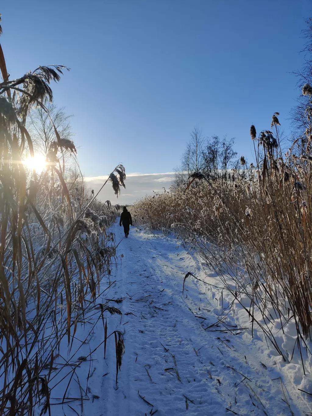 Akion kaislikko | Päivämies
