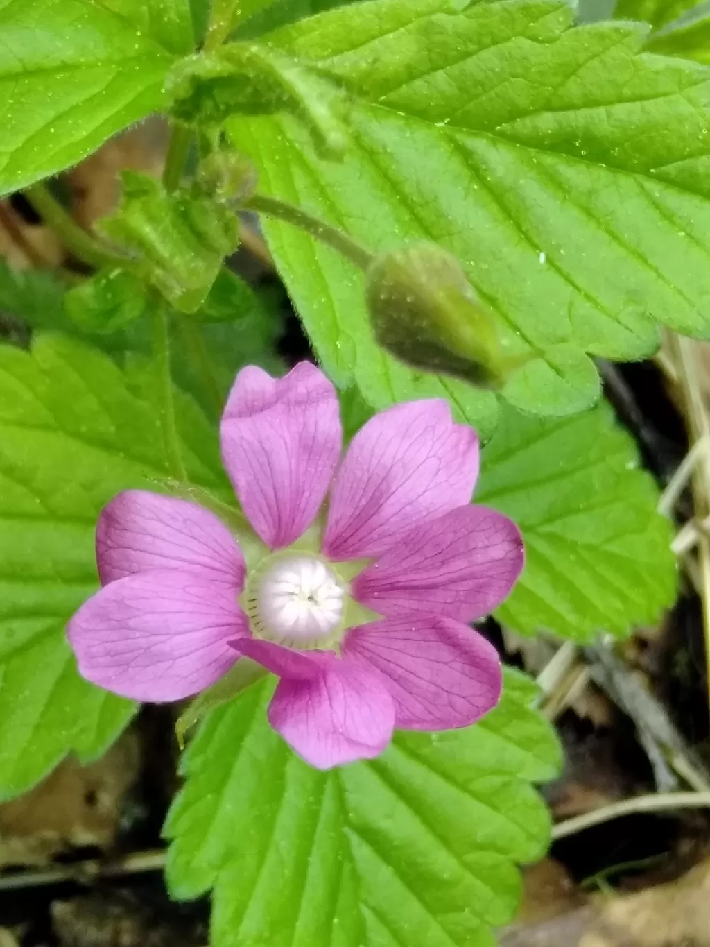 Mesimarja | Päivämies