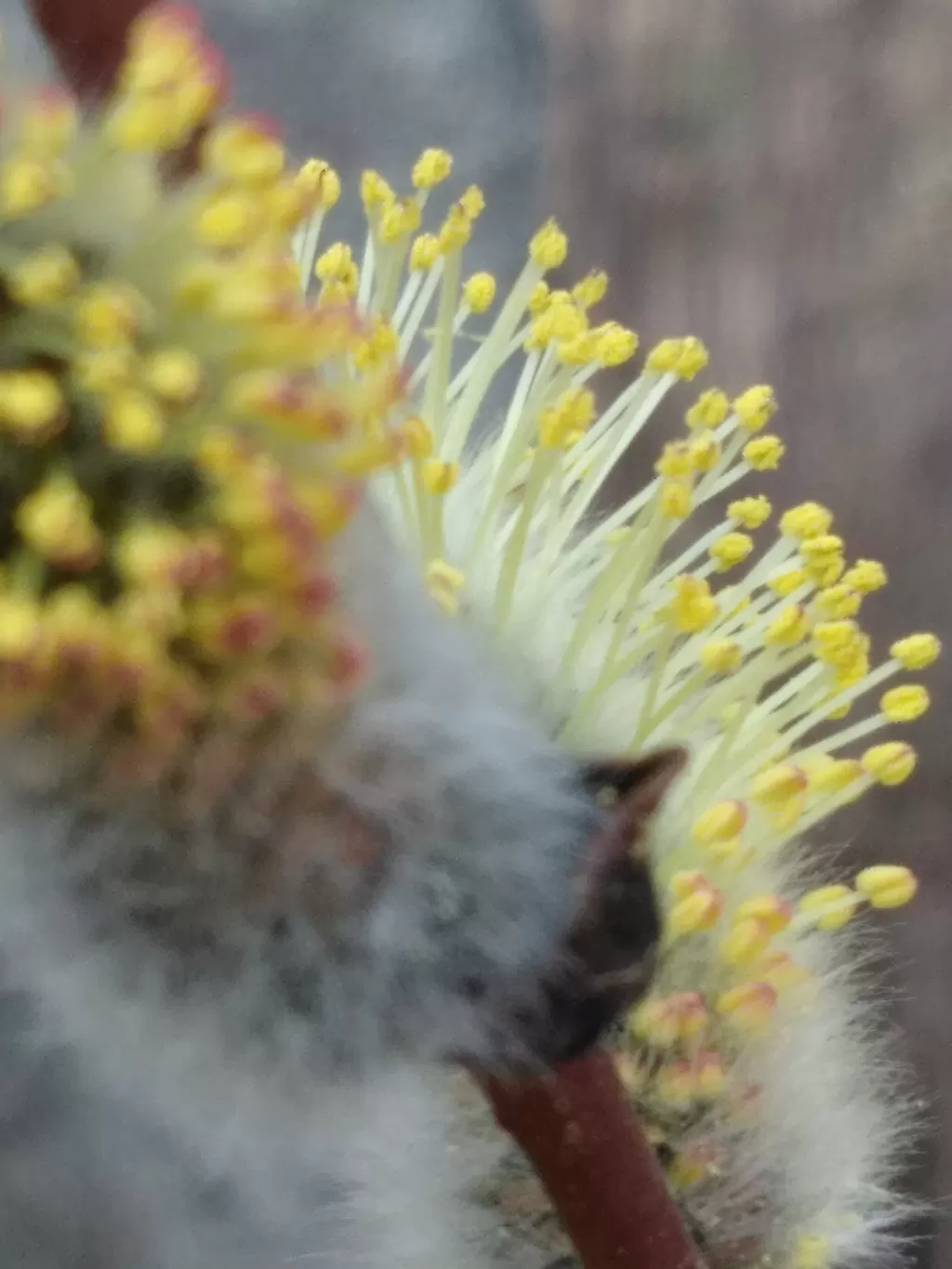 Paju kukkii | Päivämies