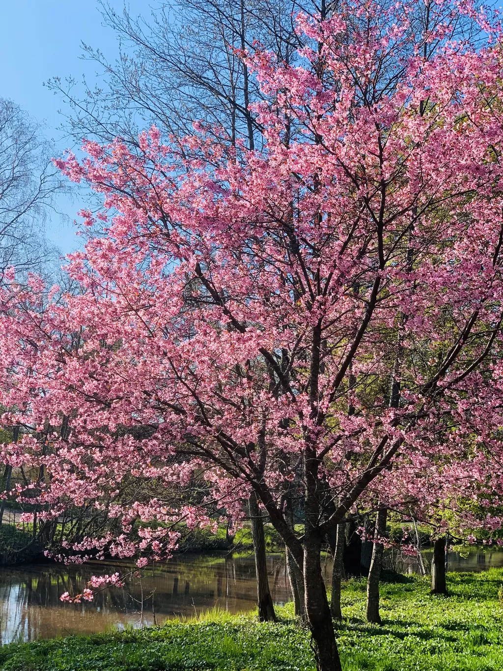 Kirsikkapuu kukoistuksessaan | Päivämies