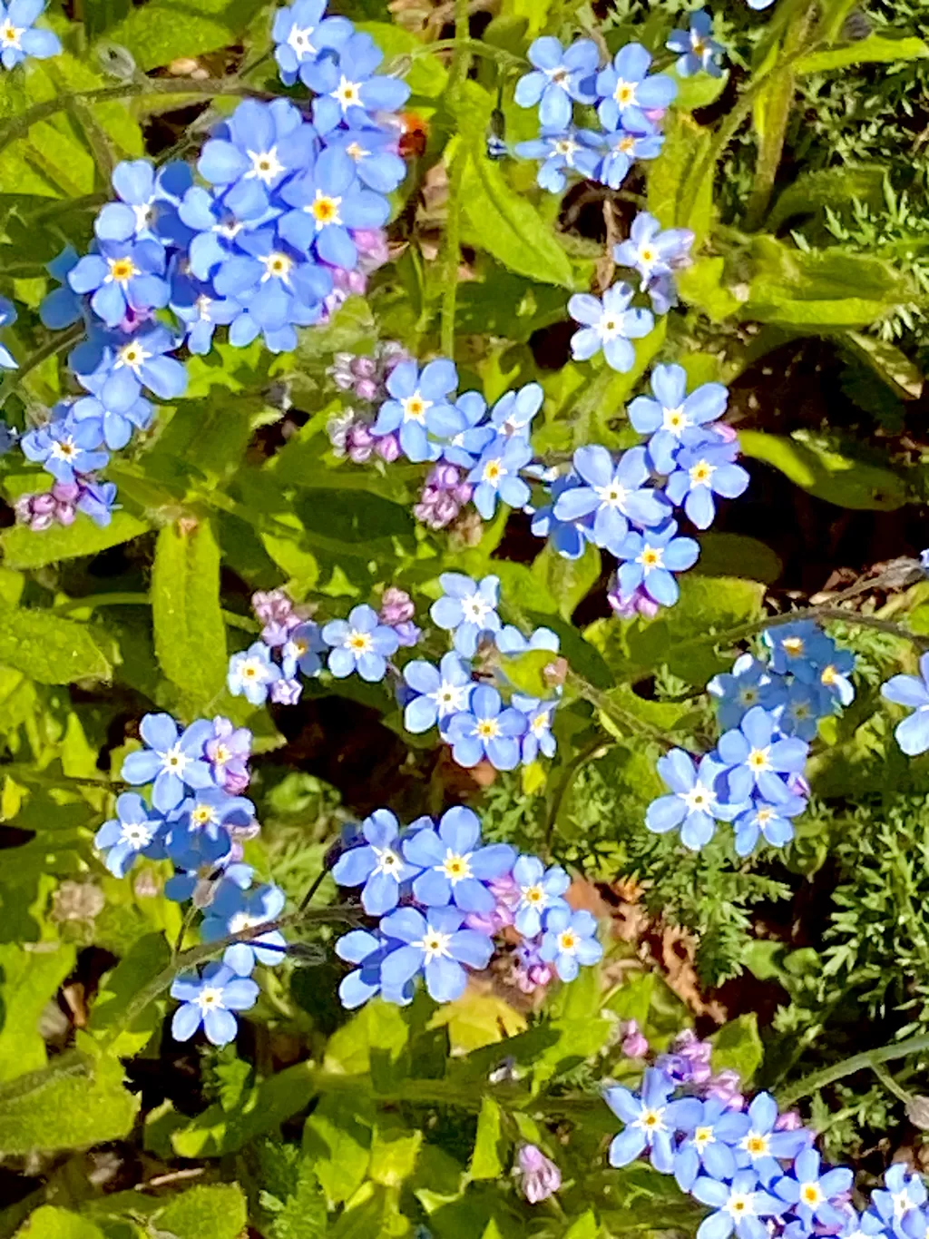 lemmikki (älä unohda minua) | Päivämies