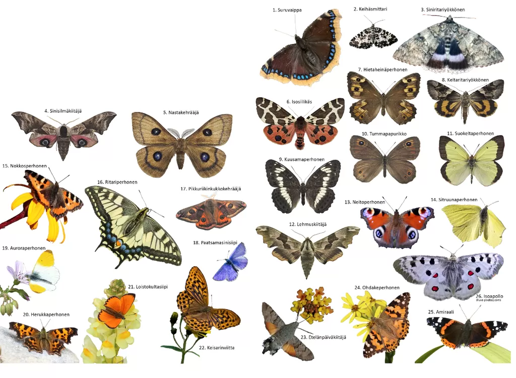 Äänestä Suomen kaunein perhonen! | Päivämies